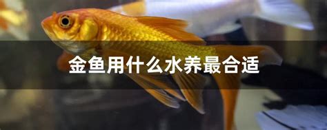 金鱼用什么水养最合适 鱼百科