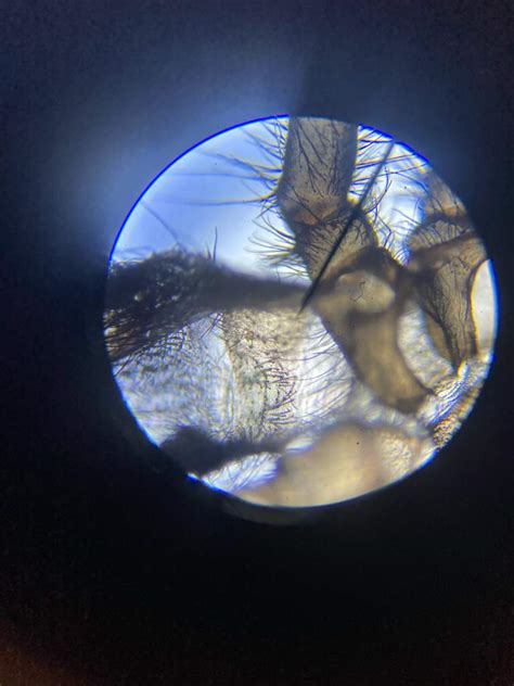 My Smallest Tarantula Sex Yet Tarantula Keepers Community Amino