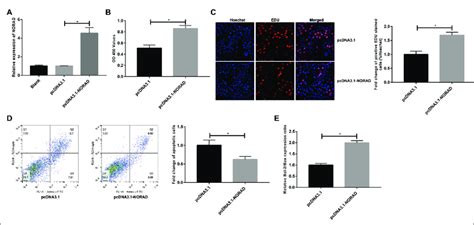 Overexpression Of Norad Enhances Proliferative Ability And Suppresses