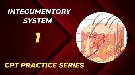 Cpt Question Practice Series 1 Integumentary System Medical Coding
