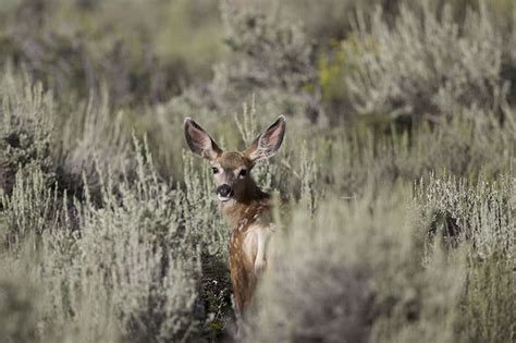 Montana Fwp Hosting Public Meetings On Proposed 2024 25 Hunting Regulations National Deer