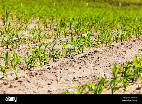 Agricultural Activity Related To The Cultivation Of Sweet Corn Farming And Tillage To Produce A