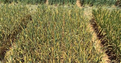 Wheat Leaf Rust And Stripe Rust An Emerging Problem Statewide Industry News