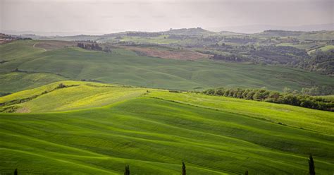 배경에 나무와 구불구불한 언덕이 있는 녹색 들판 사진 Unsplash의 언덕 이미지