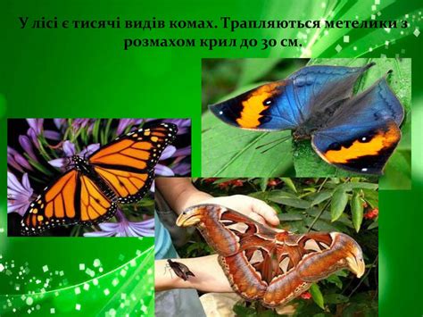 Тваринний світ Південної Америки презентация онлайн