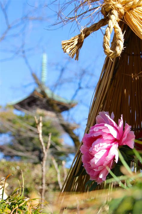 五重塔を見上げて GANREF