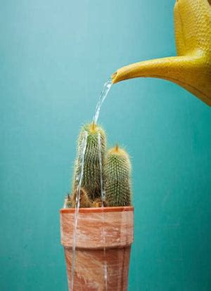 Cactus Watering Everything You Need To Know Planet Desert
