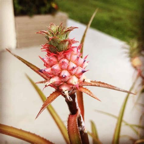 Why Is My Pineapple Turning Pink