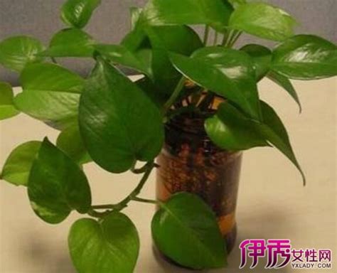 如何给绿萝换盆图如何给绿萝换盆图解全介绍 绿萝换盆的注意事项说明 3 伊秀花草 yxlady