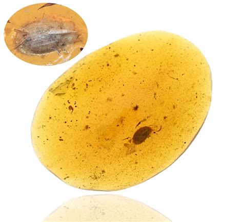 Coleoptera Beetle Fossil Insect Inclusion In Burmese Amber Etsy