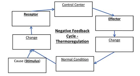 Negative Feedback Cycle Thermoregulation Diagram Quizlet