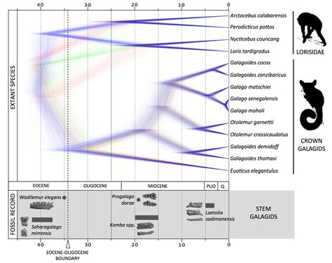 Primate Phylogeny Luca Pozzi