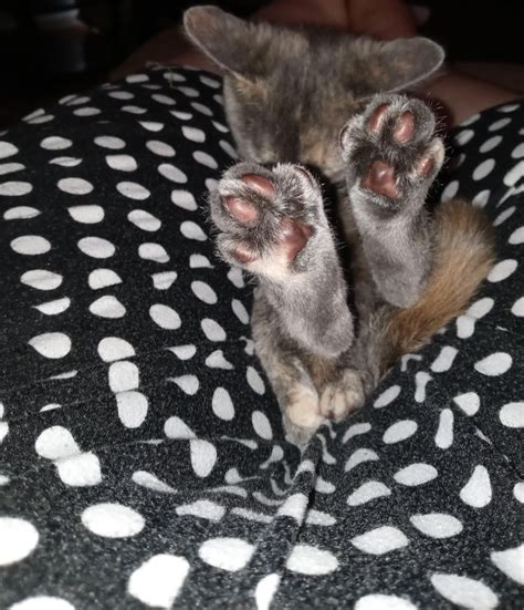 Tiny Toe Beans Rtoebeans Tiny Toe Beans Rtoebeans