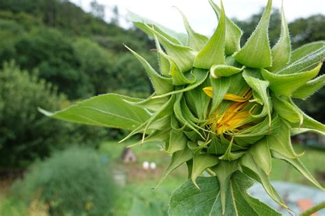 해바라기 꽃 거대한 해바라기 작물 뒤뜰 정원에서 해바라기의 개화 과정 0명에 대한 스톡 사진 및 기타 이미지 0명 경작지 계단식 경작지 Istock