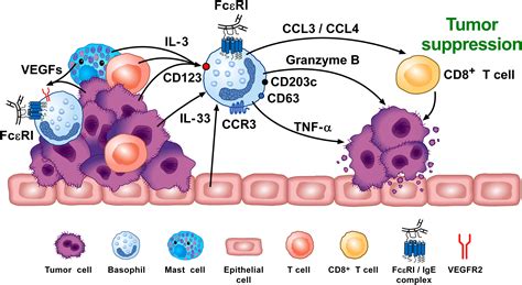 Basophils Definition
