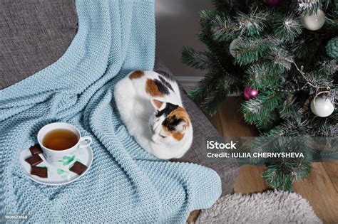 등에 검은색과 빨간색 반점이 있는 흰 고양이가 파란 니트 담요를 덮고 소파에 앉아 크리스마스 트리 옆에 초콜릿 조각이 든 차 한
