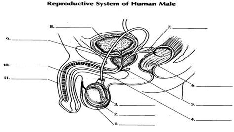 Test 4 Eight Male Reproductive System Diagram Quizlet