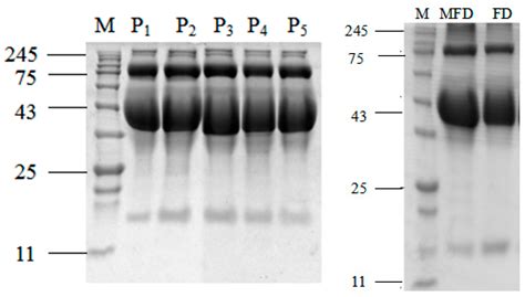 Foods Free Full Text Effect Of Microwave Vacuum Freeze Drying Power On Emulsifying And