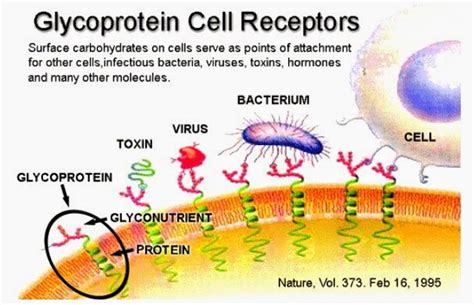 Glycolipids