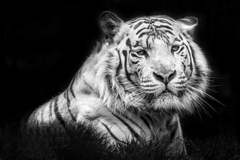 Stunning Black And White White Tiger 4k Ultra Hd Wallpaper By
