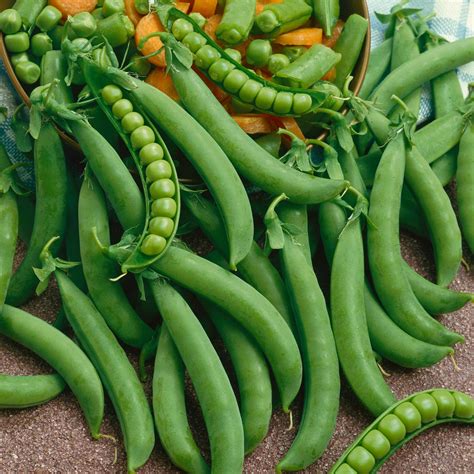 Organic Pea Seeds Green Arrow Aasgardens