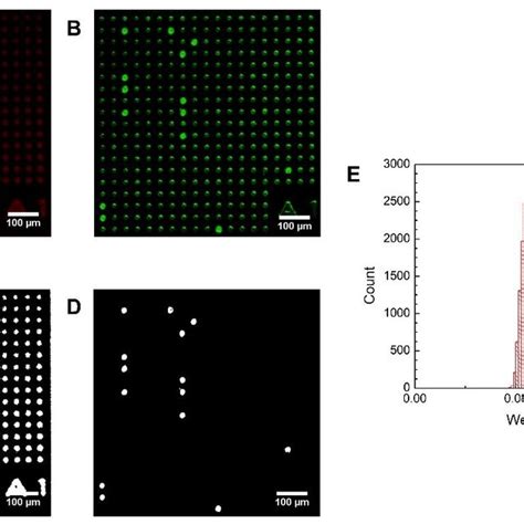 Dpcr Data For An Experiment With A Measured Target Dna Concentration Of Download Scientific