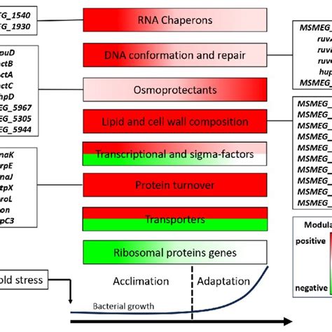 Schematic Representation Illustrating The Modulation Of Functional Gene Download Scientific