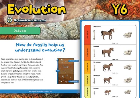 Year Science Evolution How Fossils Help Us Understand Evolution Lesson Grammarsaurus