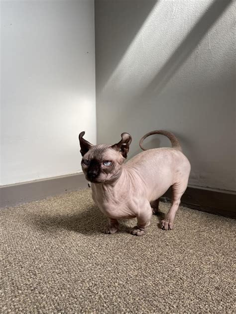 Please Tell Me That You Guys Allow Munchkin Sphinxes Because The Sphinx