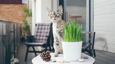 6 Low Shedding Cat Breeds That Your Black Clothing Will Thank You For Sheknows