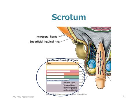 Diagram Of W3 Scrotum Quizlet
