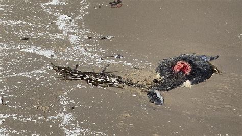 Woolworths Faces New Shareholder Resolution Over Tasmanian Salmon Maugean Skate Extinction