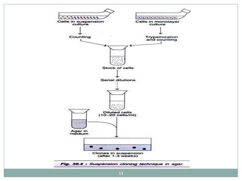 Techniques Of Cell Cloning Pptx