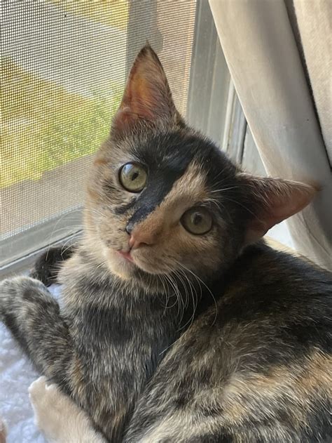 Very Smol Blep Rblep
