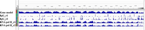 Overview Of Igg And Rna Pol Ii Chip Seq Peaks Distribution In P
