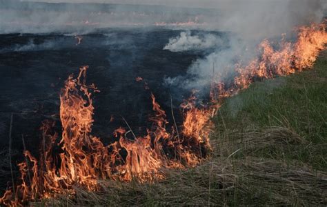 Війна з РФ збитки природі від російського вторгнення оцінюють у майже