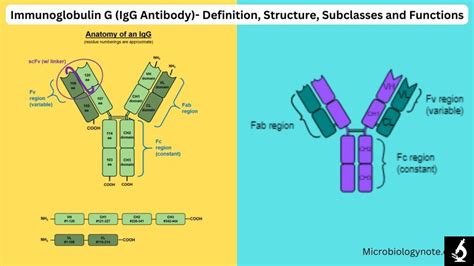 Immunoglobulin G Igg Antibody Definition Structure Subclasses And