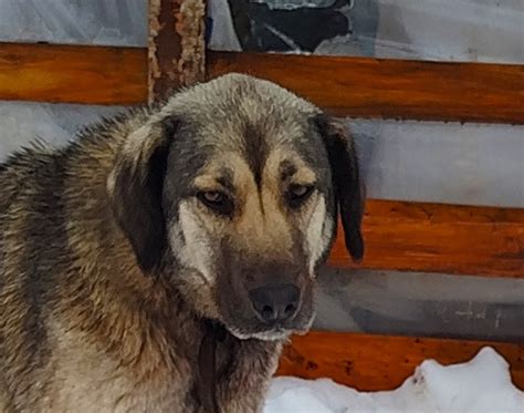 Καλλίστη Αδέσποτα Ζώα Φλώρινας Αγκαλιά Ζωής