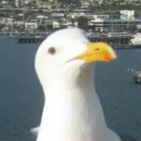 Create Meme Seagull Impudent Seagull Funny Seagulls Pictures