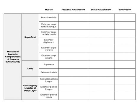 Posterior Muscles Of Forearm Extensors Quiz