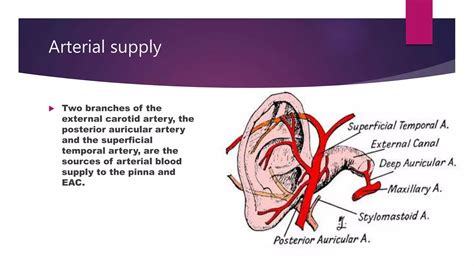 Anatomy Of Human Ear Pptx