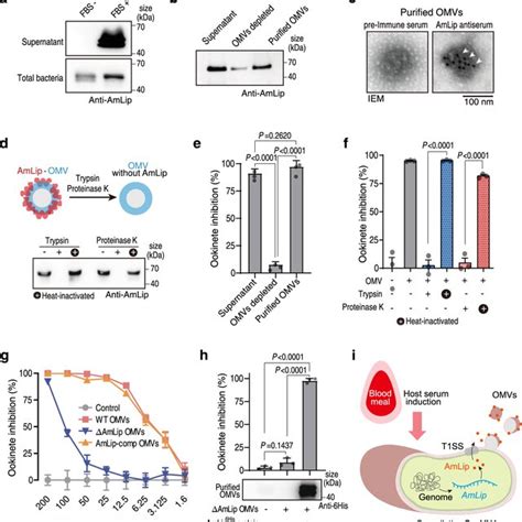 Pdf Outer Membrane Vesicles From A Mosquito Commensal Mediate