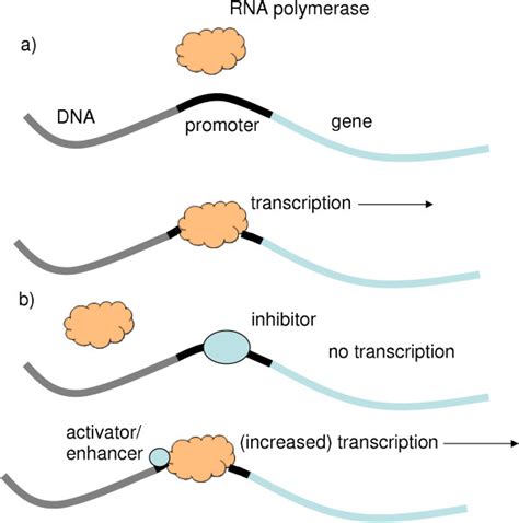 Transcription Genetics Diagram