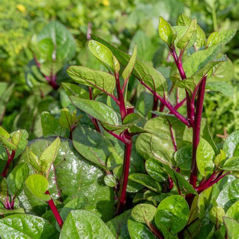 How To Grow Malabar Spinach The Heat Loving Climbing Spinach