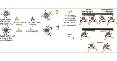 Sensitive And Spatially Multiplexed Detection System Based On Dielectrophoretic Manipulation Of