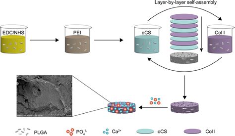 生物矿化改性plga多孔支架力学及成骨性能的研究 再生医学材料课题组（章培标）