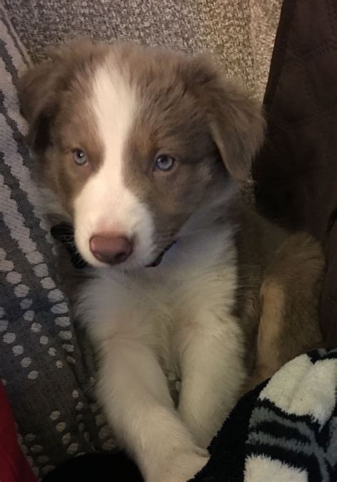Lilac Border Collie Puppies