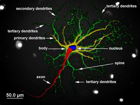 Neuron Dendrites