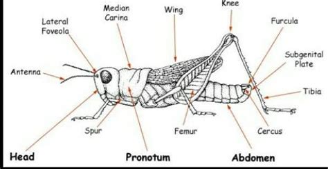 Grasshopper Respiratory System Summary