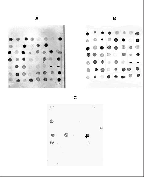 Evaluation Of The Common Cdna Pool She By Southern Hybridization